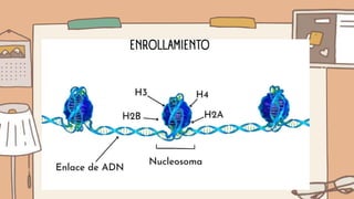 Núcleo Interfásico | PPTX