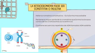 Núcleo Interfásico | PPTX