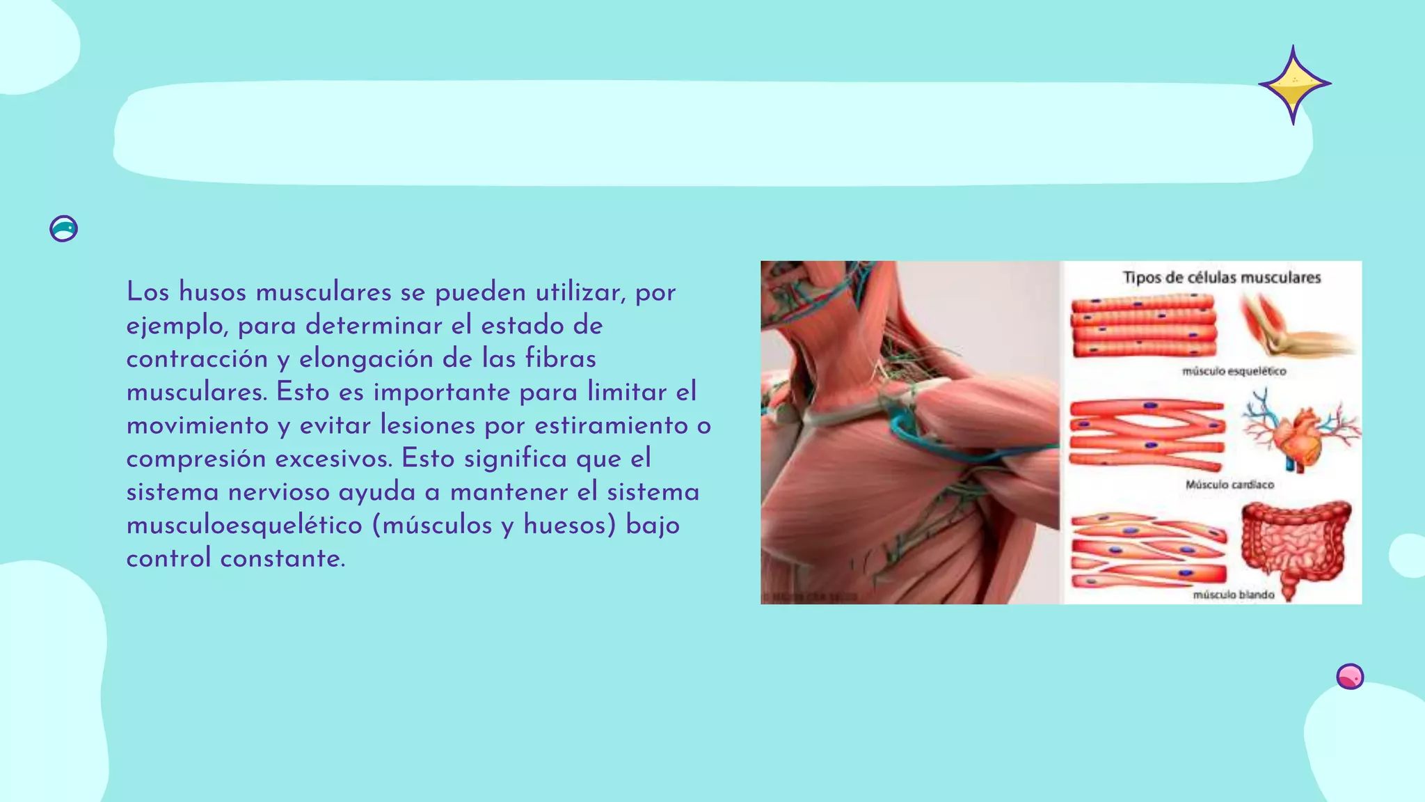 huso neuromuscular | PPTX