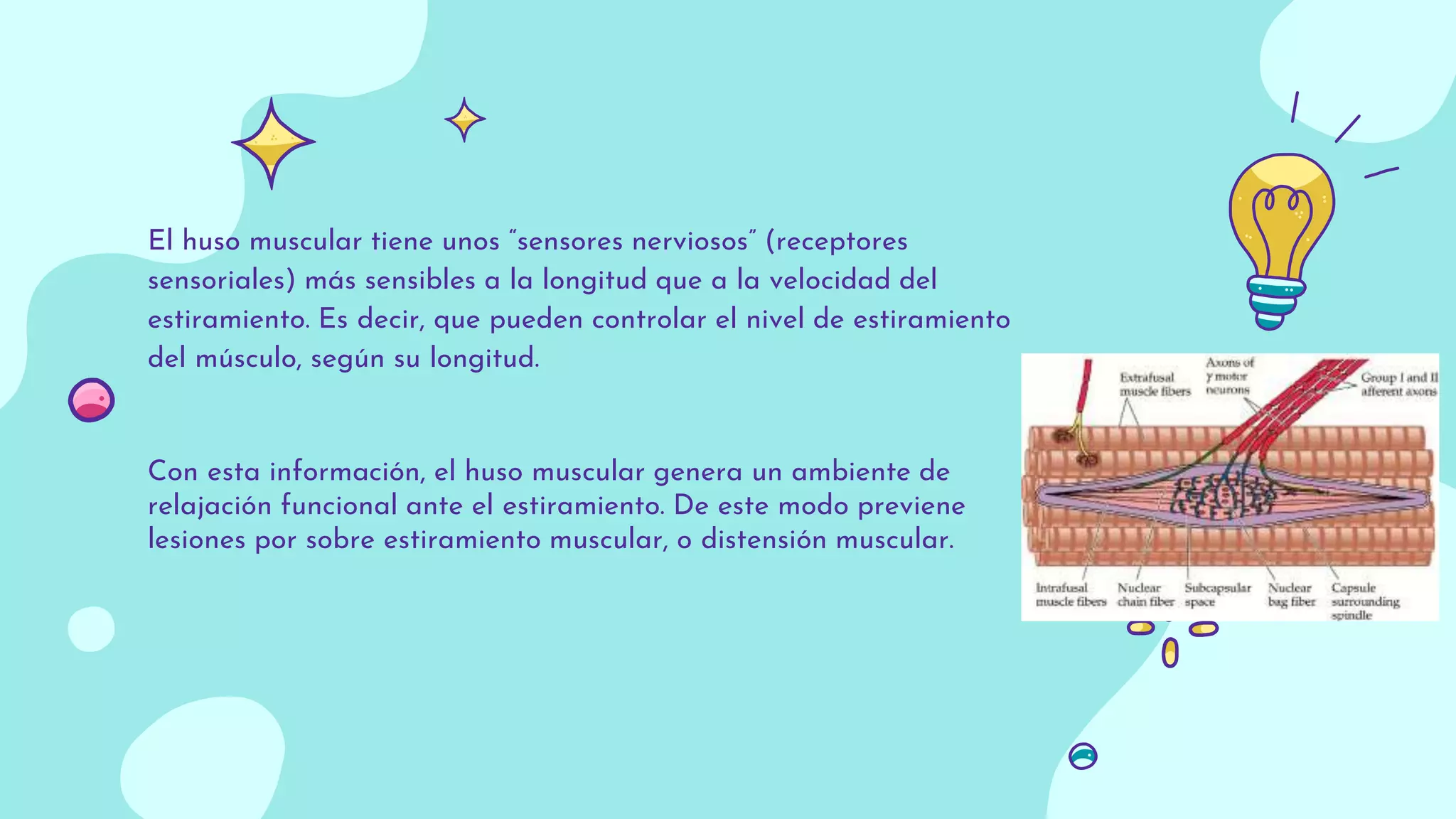 huso neuromuscular | PPTX