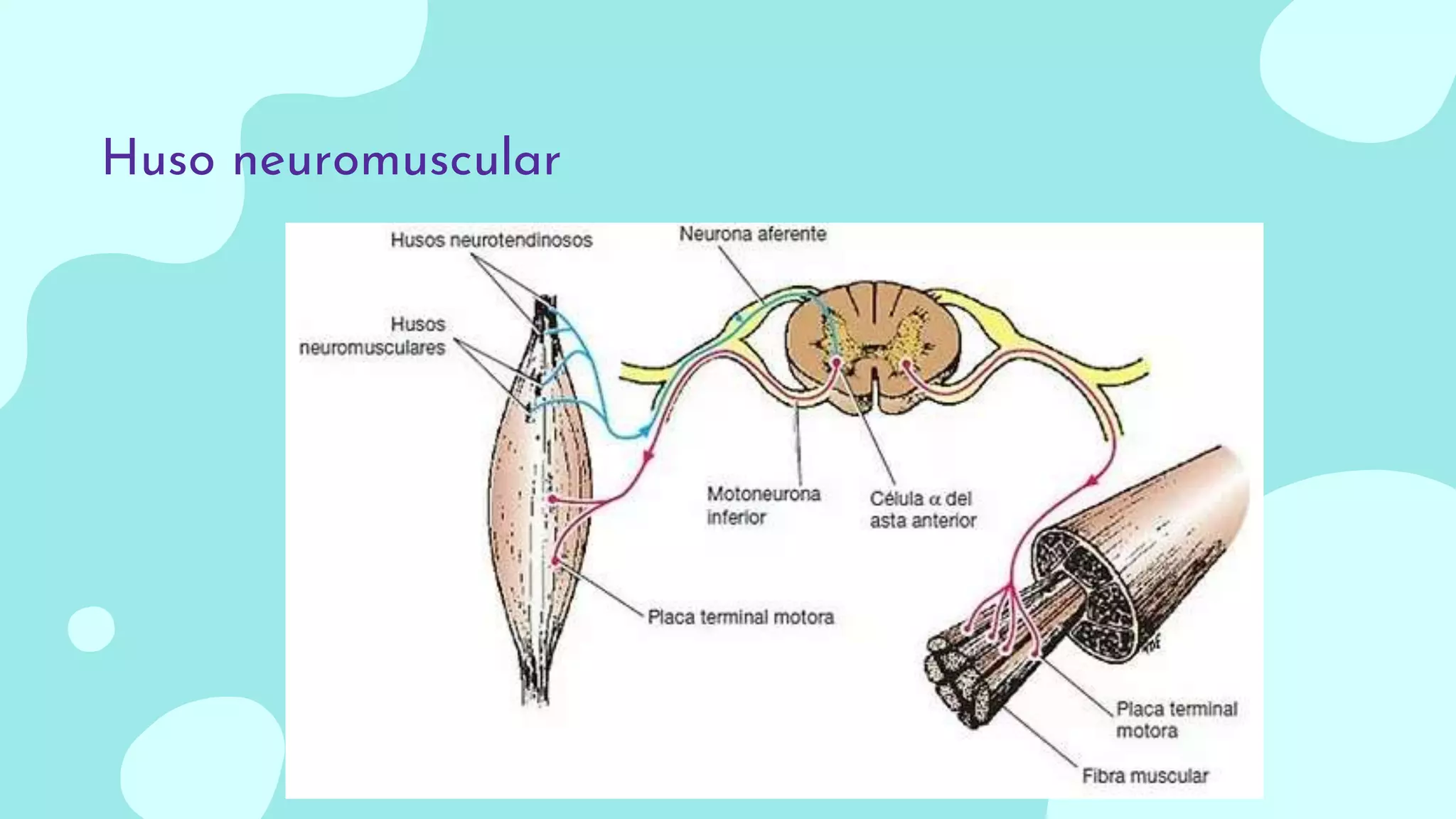 huso neuromuscular | PPTX
