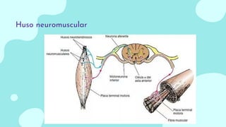 huso neuromuscular | PPTX