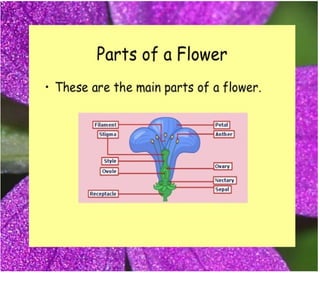 PARTS OF A FLOWER year 5 | PPT