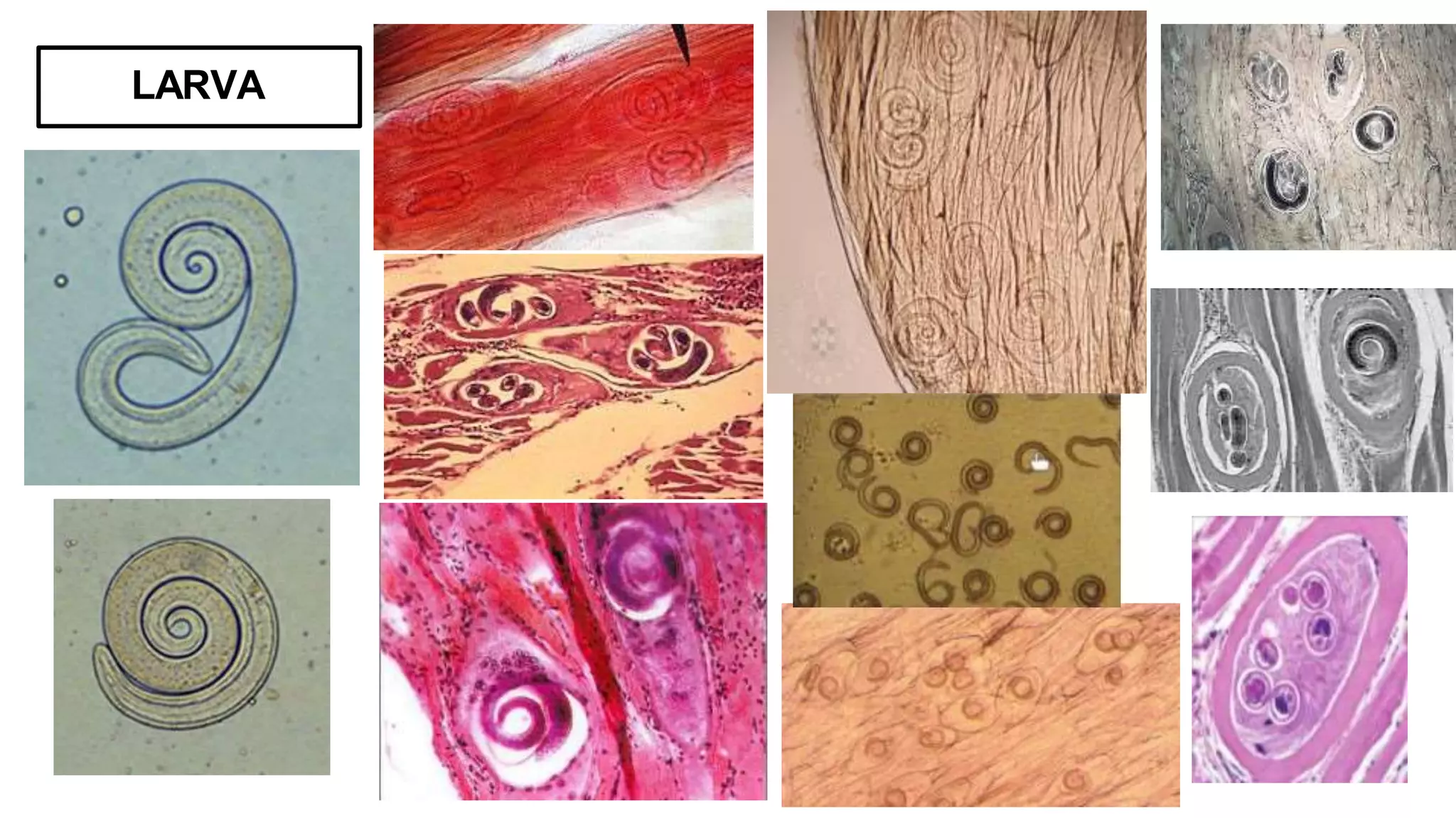 RESUMEN PARASITOLOGIA | PDF