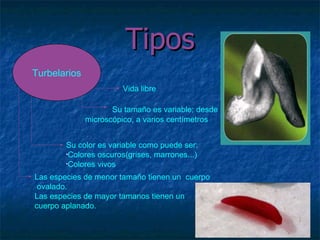 Platelmintos | PPT