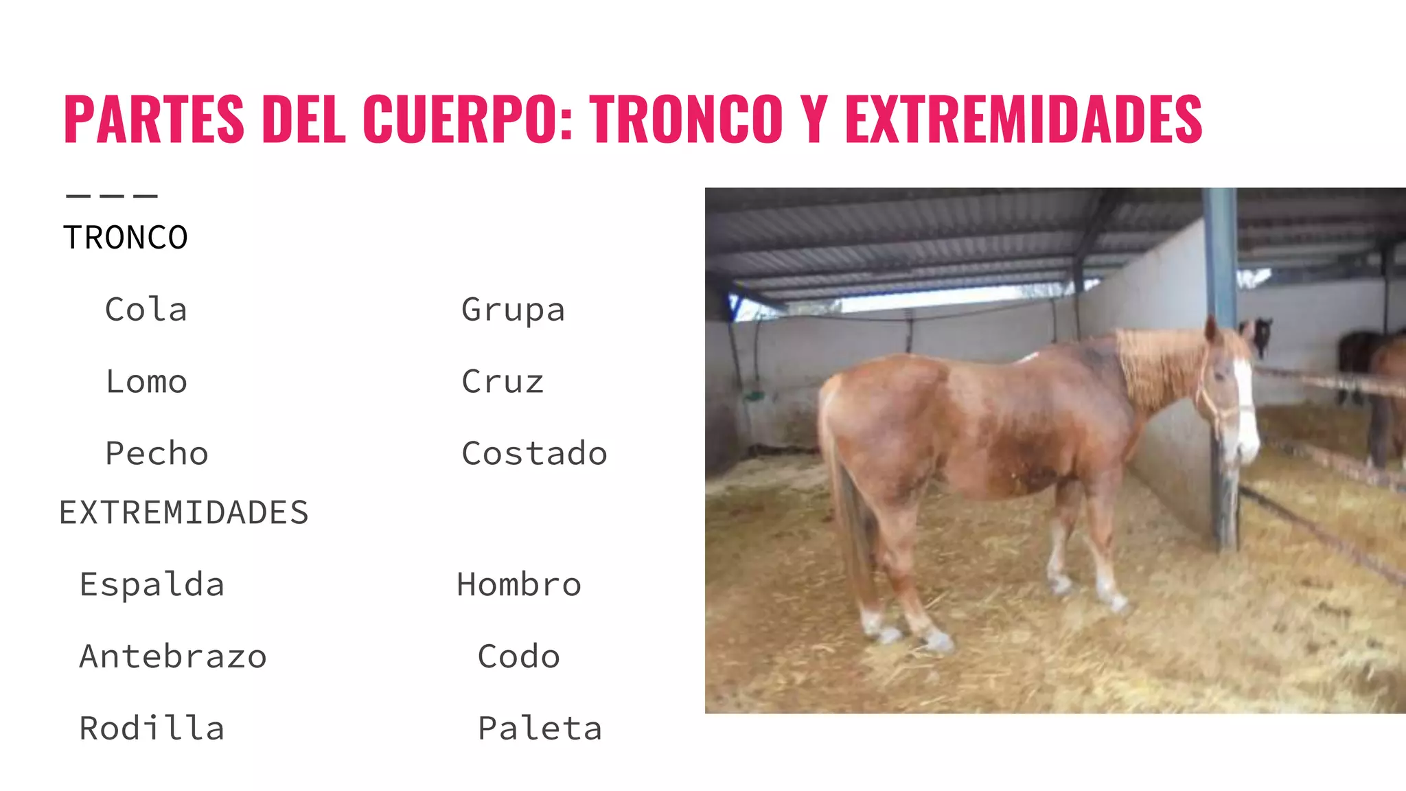 Los caballos | PPT