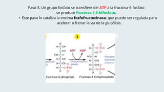 rutas metabolicas, ciclo de krebs y glucolisis | PPTX