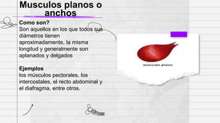 Anatomía humana | PPTX