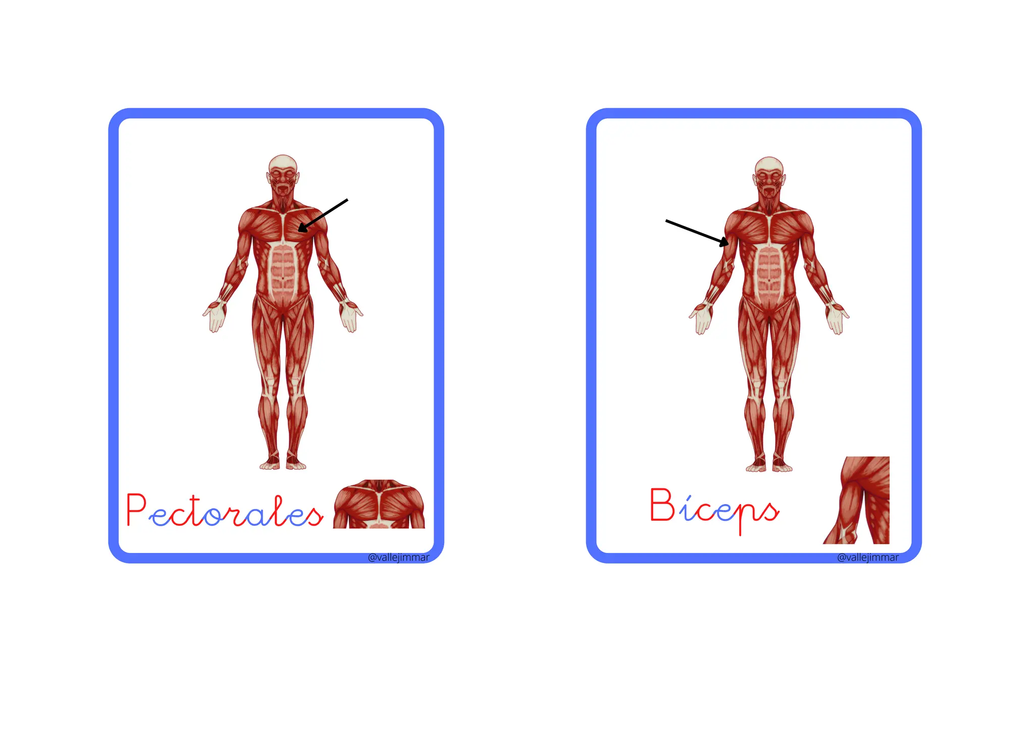 TARJETAS VOCABULARIO CUERPO HUMANO. LAS DIFERENTES PARTES DEL CUERPO | PPT