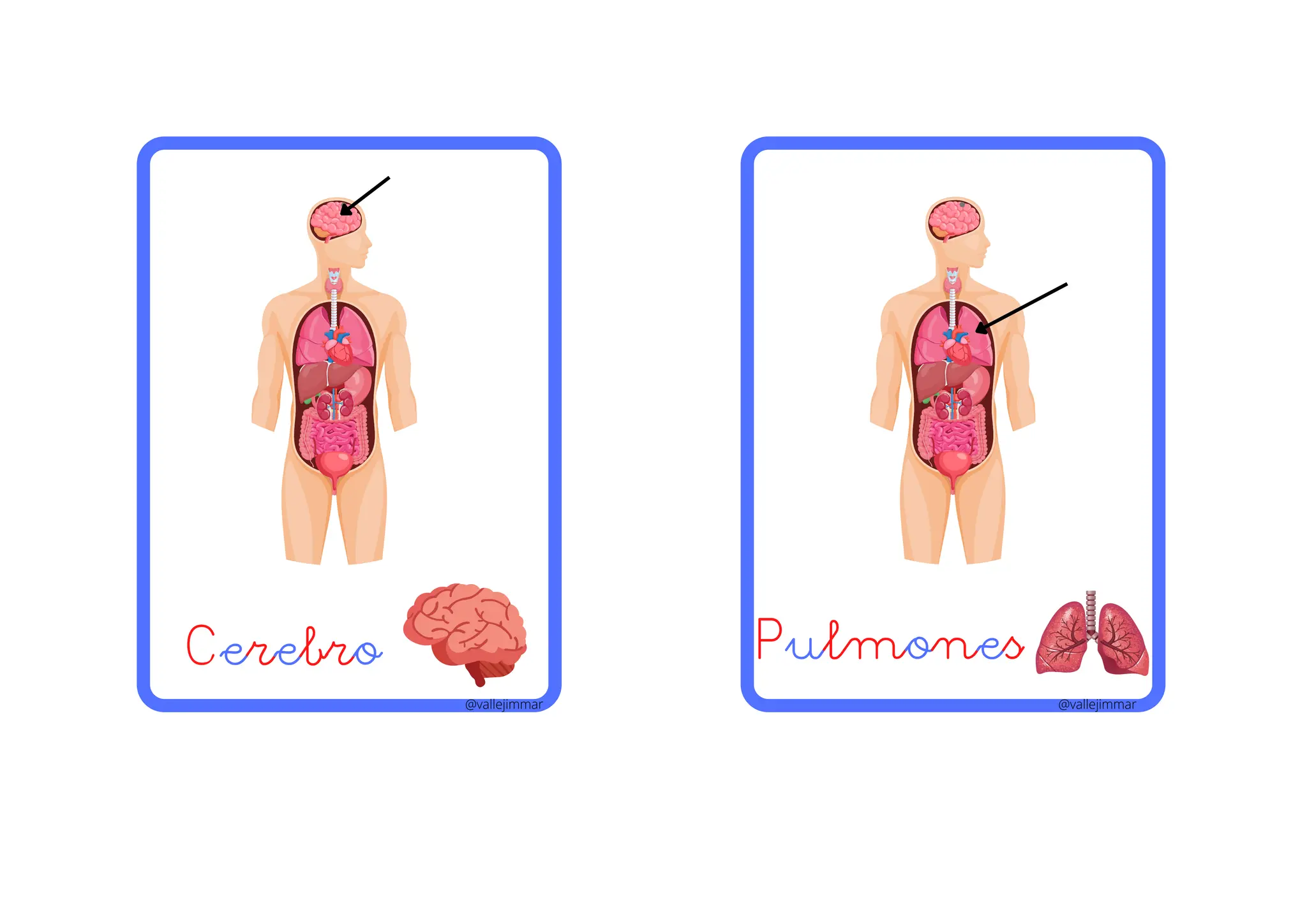 TARJETAS VOCABULARIO CUERPO HUMANO. LAS DIFERENTES PARTES DEL CUERPO | PPT
