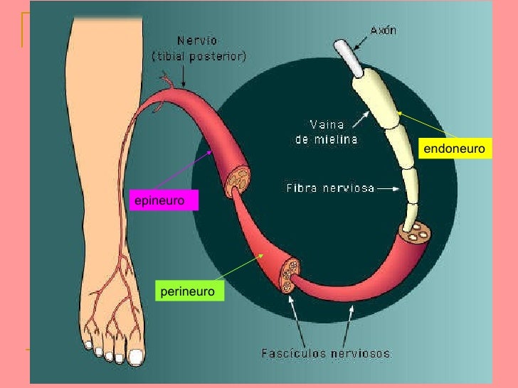 Copia de tejido nervioso
