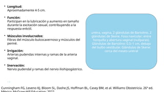Copia de terminadas anatomia genitales interrno de williams.pptx