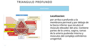 Copia de terminadas anatomia genitales interrno de williams.pptx