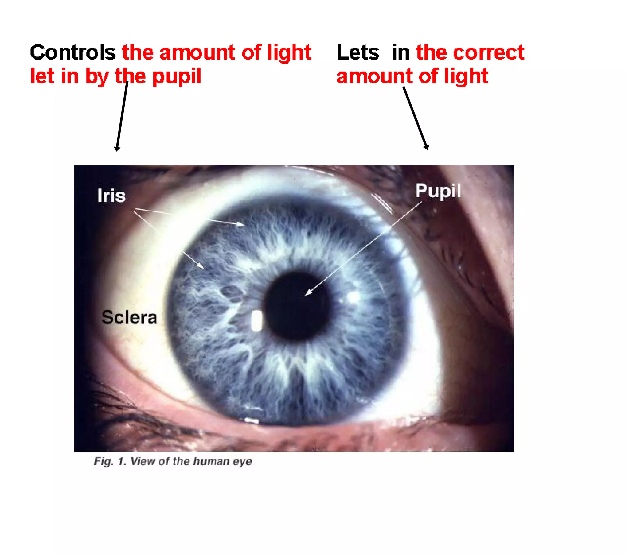 THE EYE names and functions year 6 | PPT