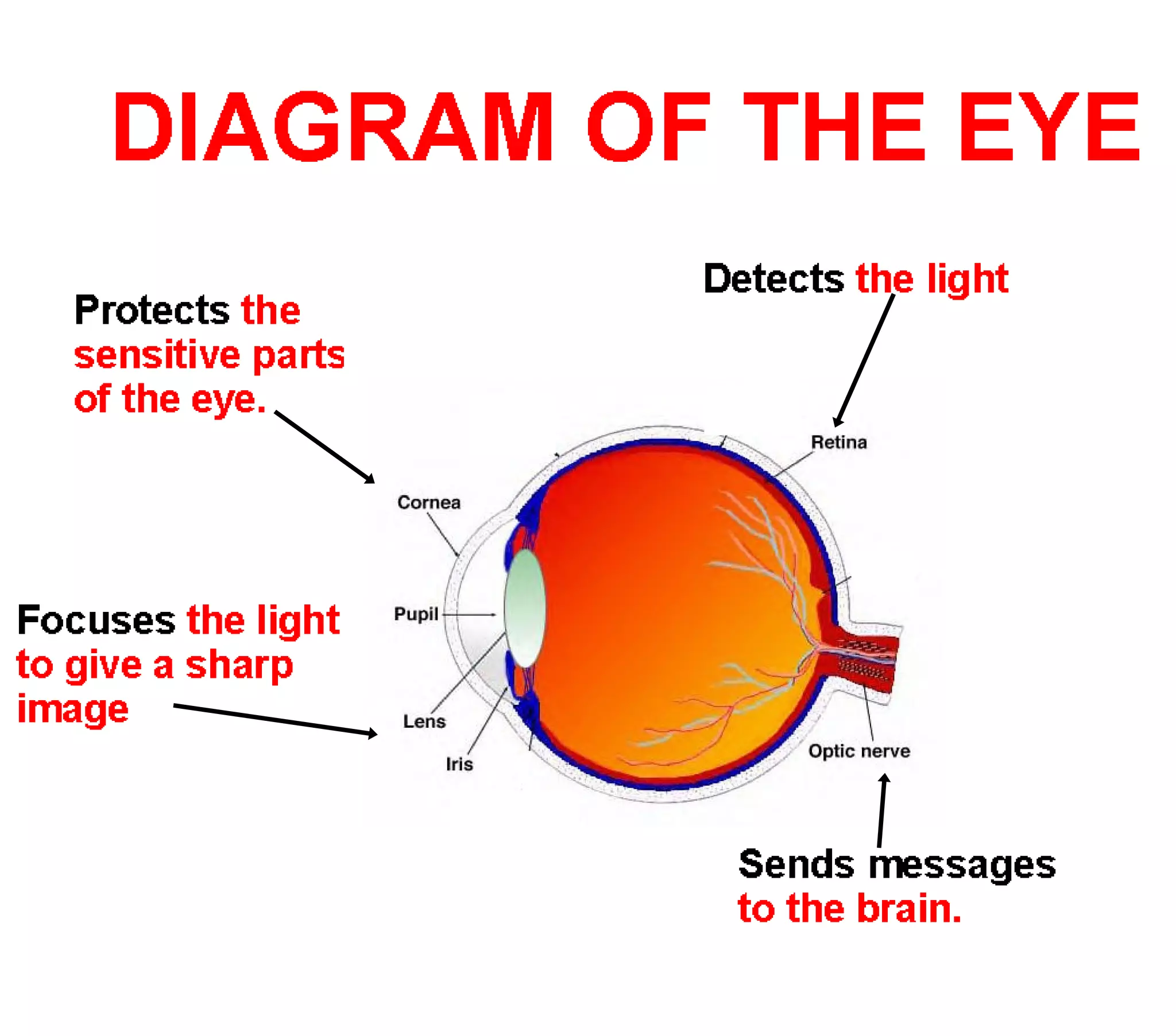 THE EYE names and functions year 6 | PPT THE EYE names and functions year 6 | PPT