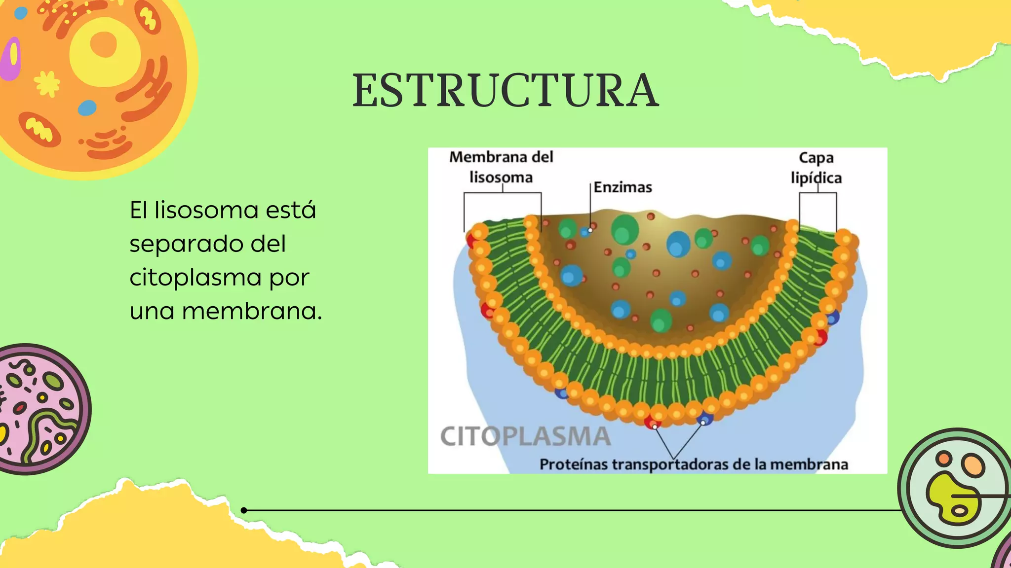 Sistema de Endomembranas | PDF