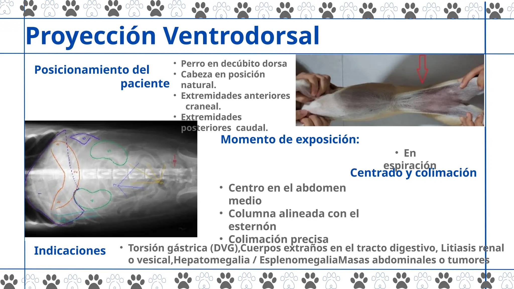 radiología veterinaria nomenclatura.pptx.pptx