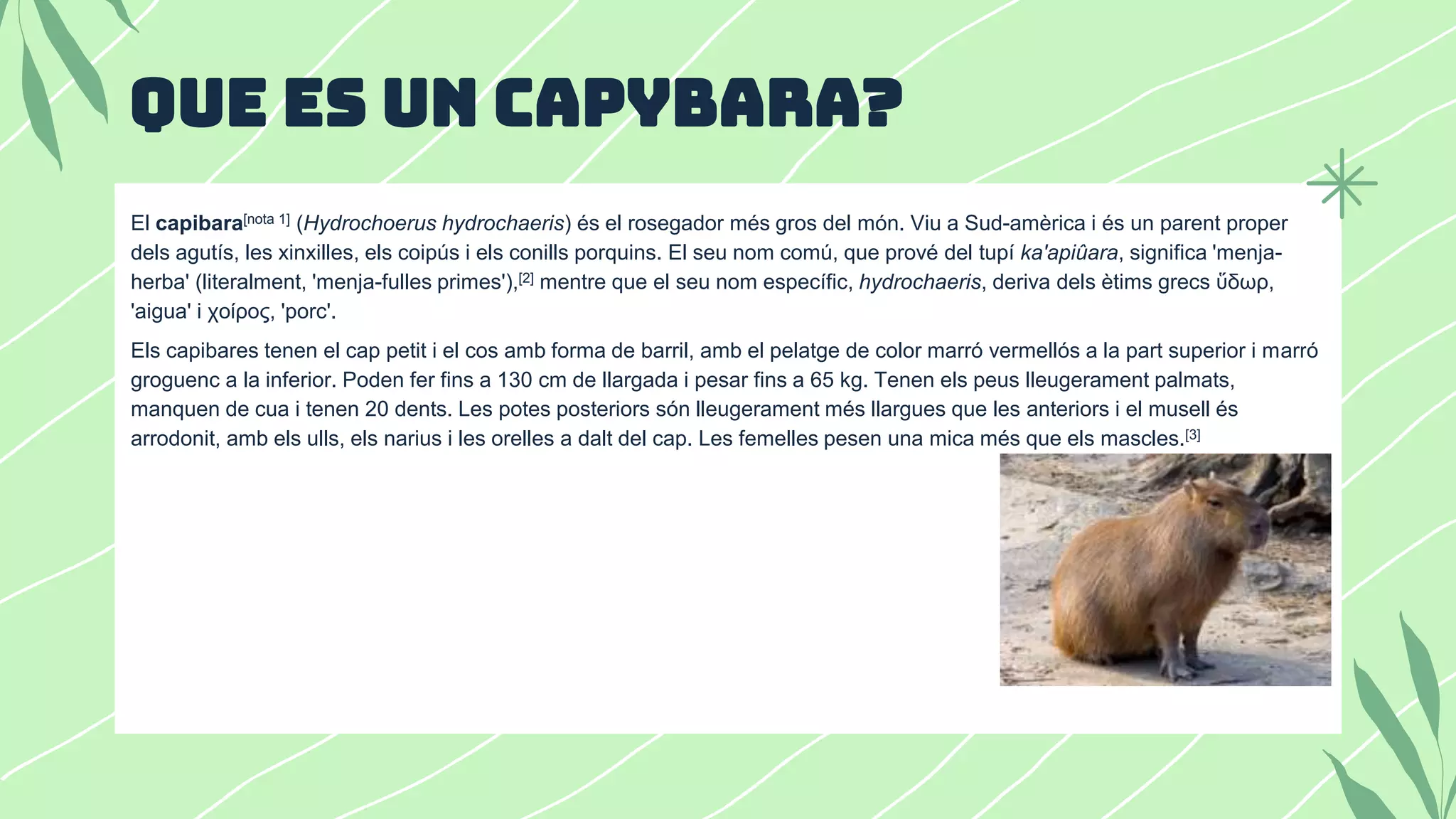 CAPYBARA | PPTX