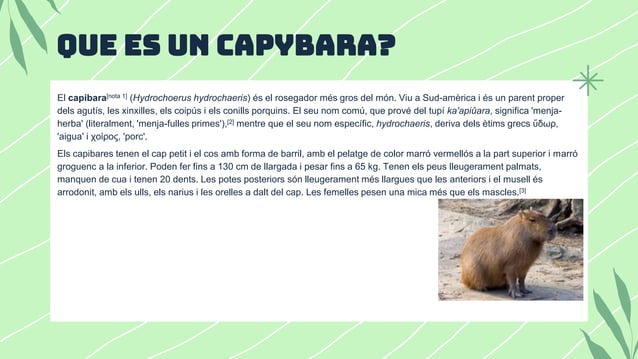 CAPYBARA | PPT