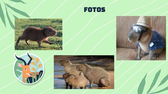 CAPYBARA | PPT