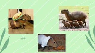CAPYBARA | PPTX