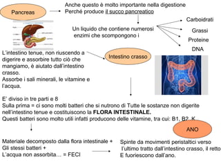 Copia di apparato digerente | PPT