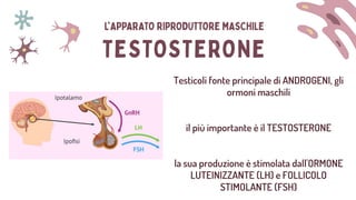 Copia di L'apparato_riproduttore_anatomia.pptx