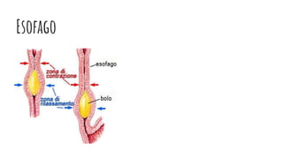 Copia di sistema digerente | PPTX