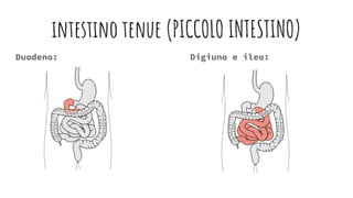 Copia di sistema digerente | PPTX