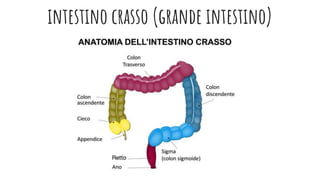 Copia di sistema digerente | PPTX