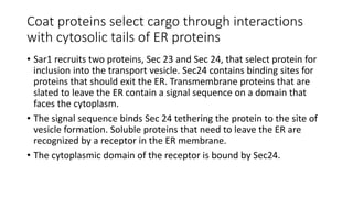COPI and COPII Secretery pathways.pptx