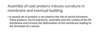 COPI and COPII Secretery pathways.pptx