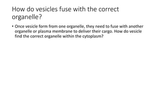 COPI and COPII Secretery pathways.pptx