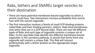 COPI and COPII Secretery pathways.pptx
