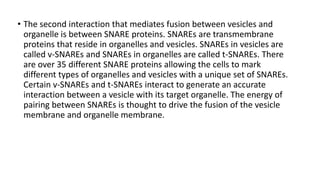 COPI and COPII Secretery pathways.pptx