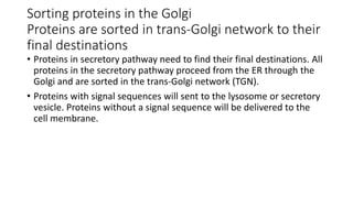 COPI and COPII Secretery pathways.pptx