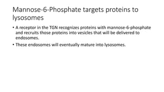 COPI and COPII Secretery pathways.pptx