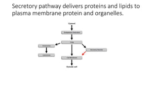 COPI and COPII Secretery pathways.pptx