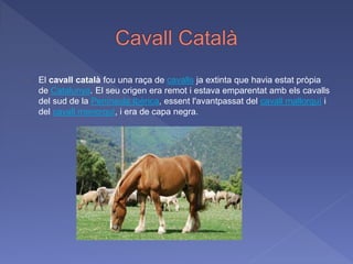 Els cavalls | PPT