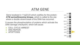 ATM-Deficient Colorectal Cancer Cells Are Sensitive to the PARP ...