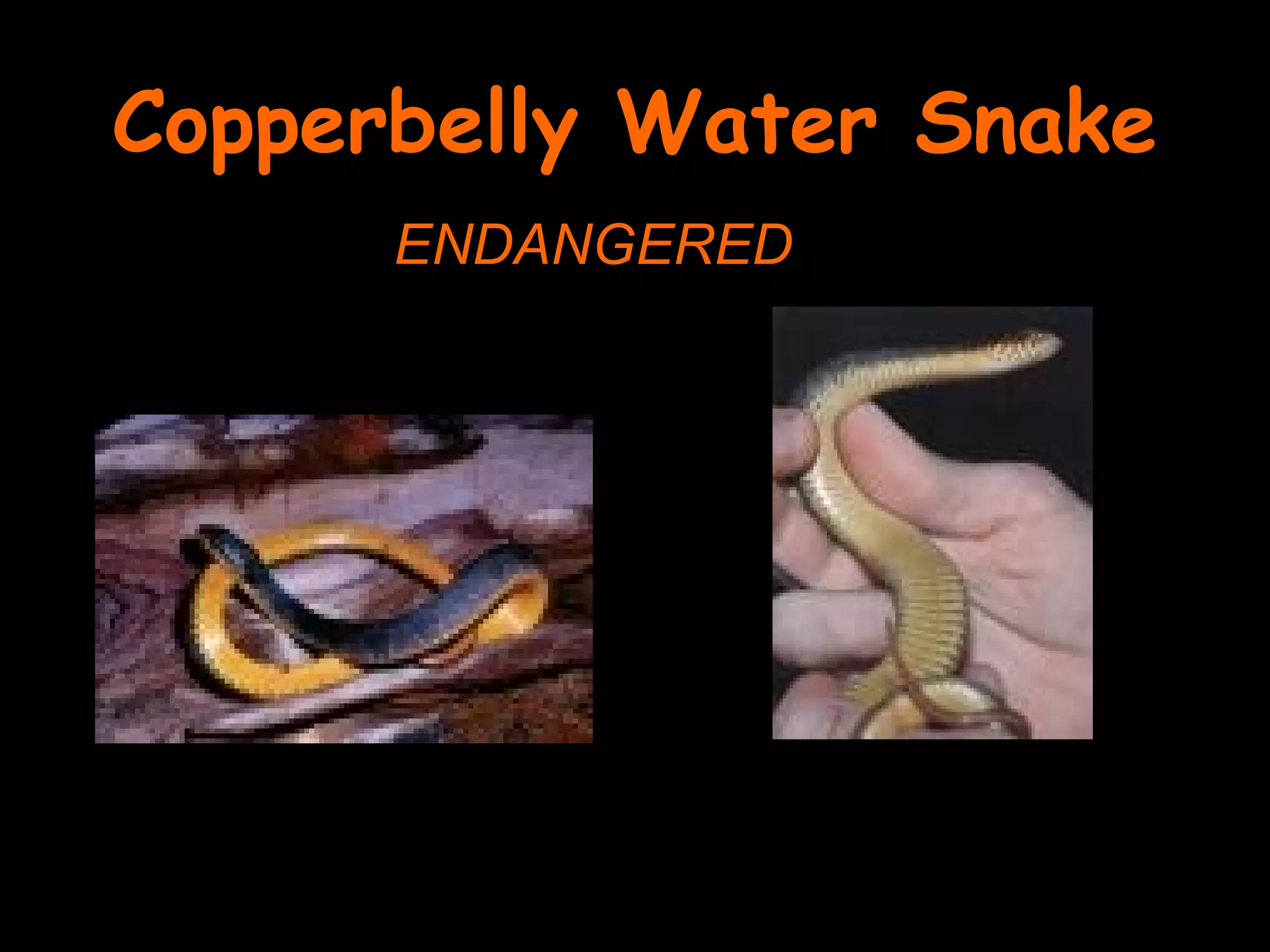 Copperbelly water snake | PPT