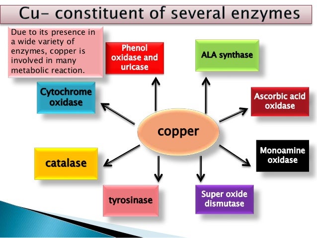 Copper clinical importance for medical students