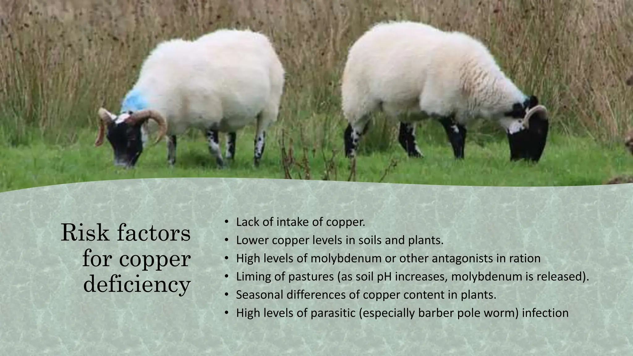 Copper: its complicated | PPTX