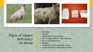 Copper: its complicated | PPTX