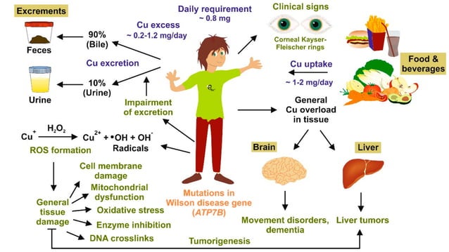 Copper metabolism | PDF | Blood Disorders | Diseases and Conditions