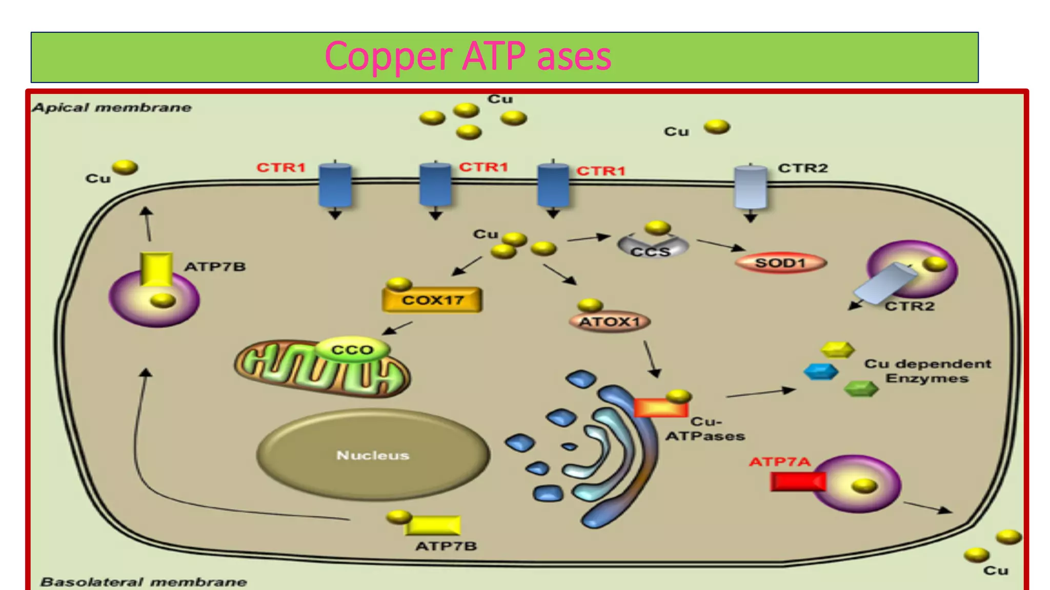 Copper metabolism and its clinical significance | PDF