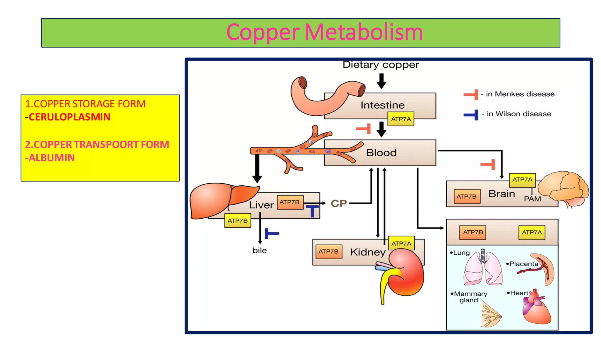 Copper metabolism and its clinical significance | PDF
