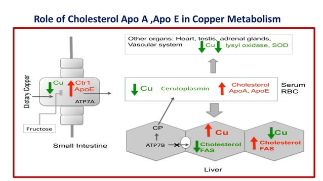 Copper metabolism and its clinical significance | PDF | Blood Disorders ...