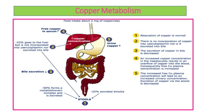 Copper metabolism and its clinical significance | PDF | Blood Disorders ...