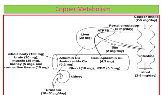 Copper metabolism and its clinical significance | PDF | Blood Disorders ...